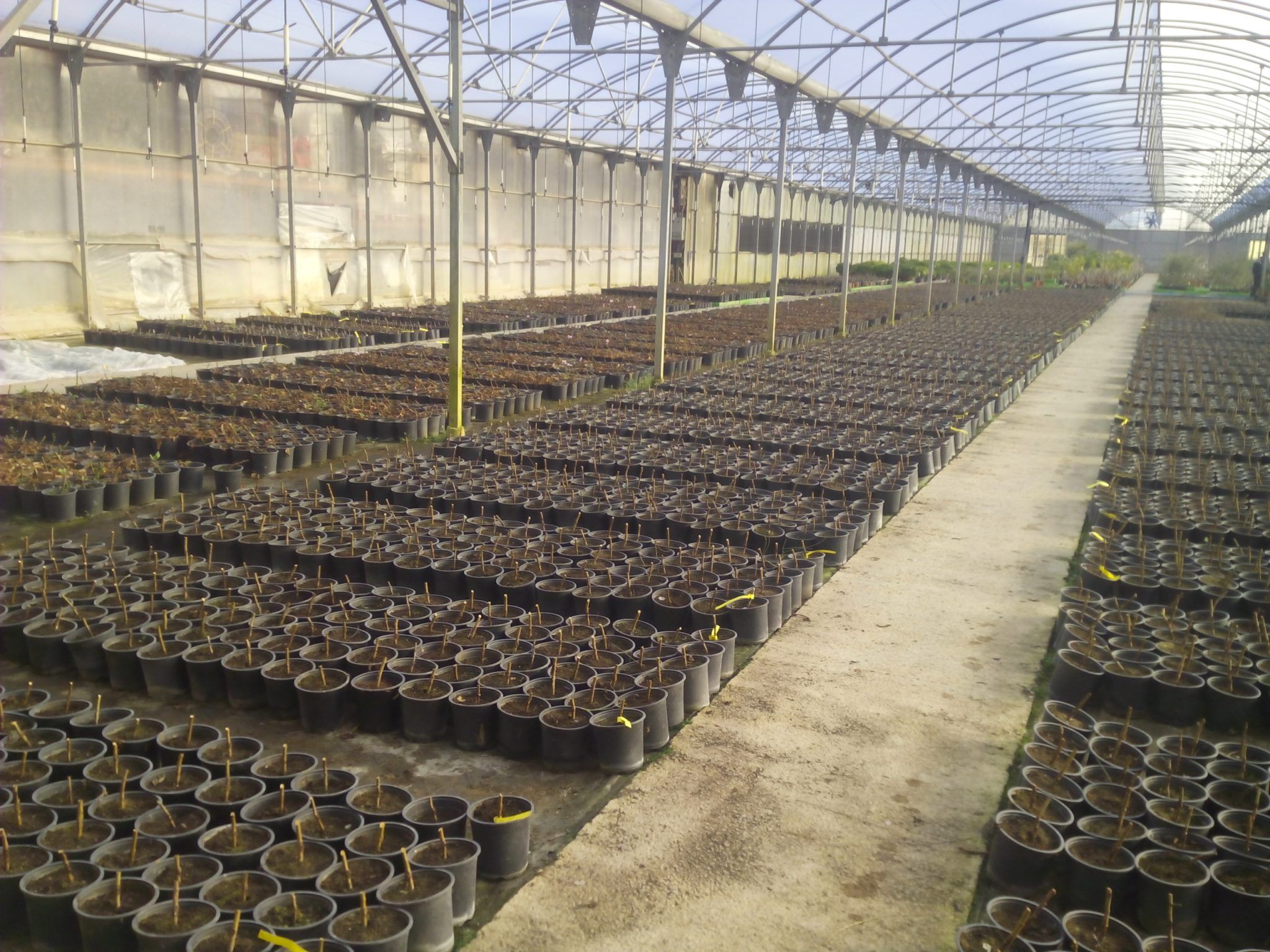 almendro archivos - Viveros Poza