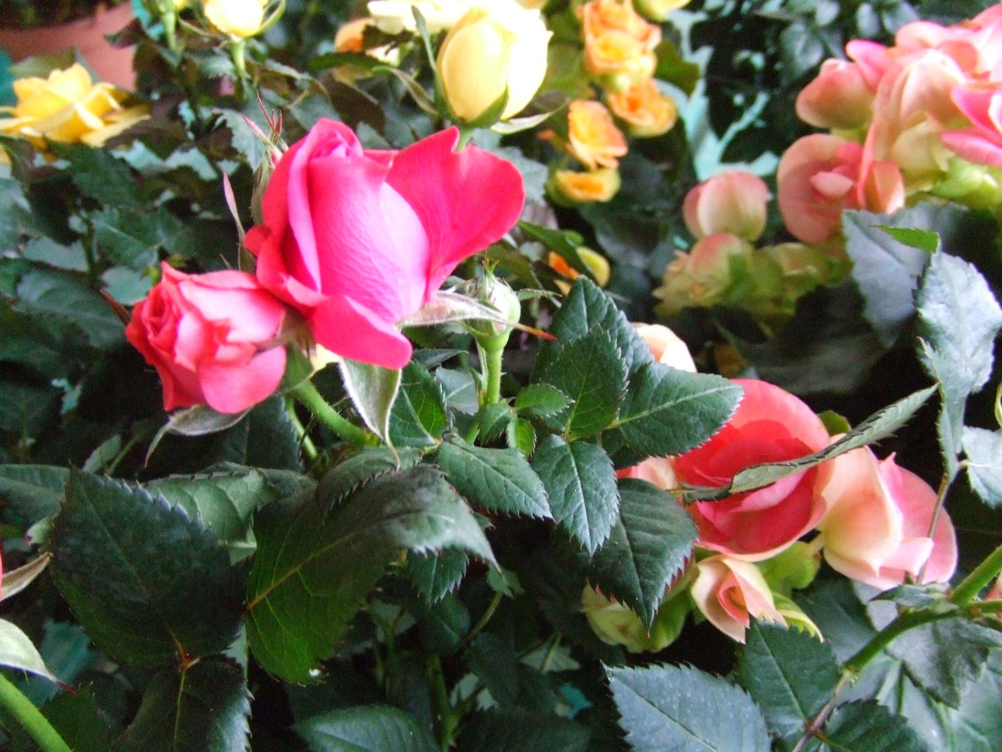 San Valentín 2016 - Viveros Poza