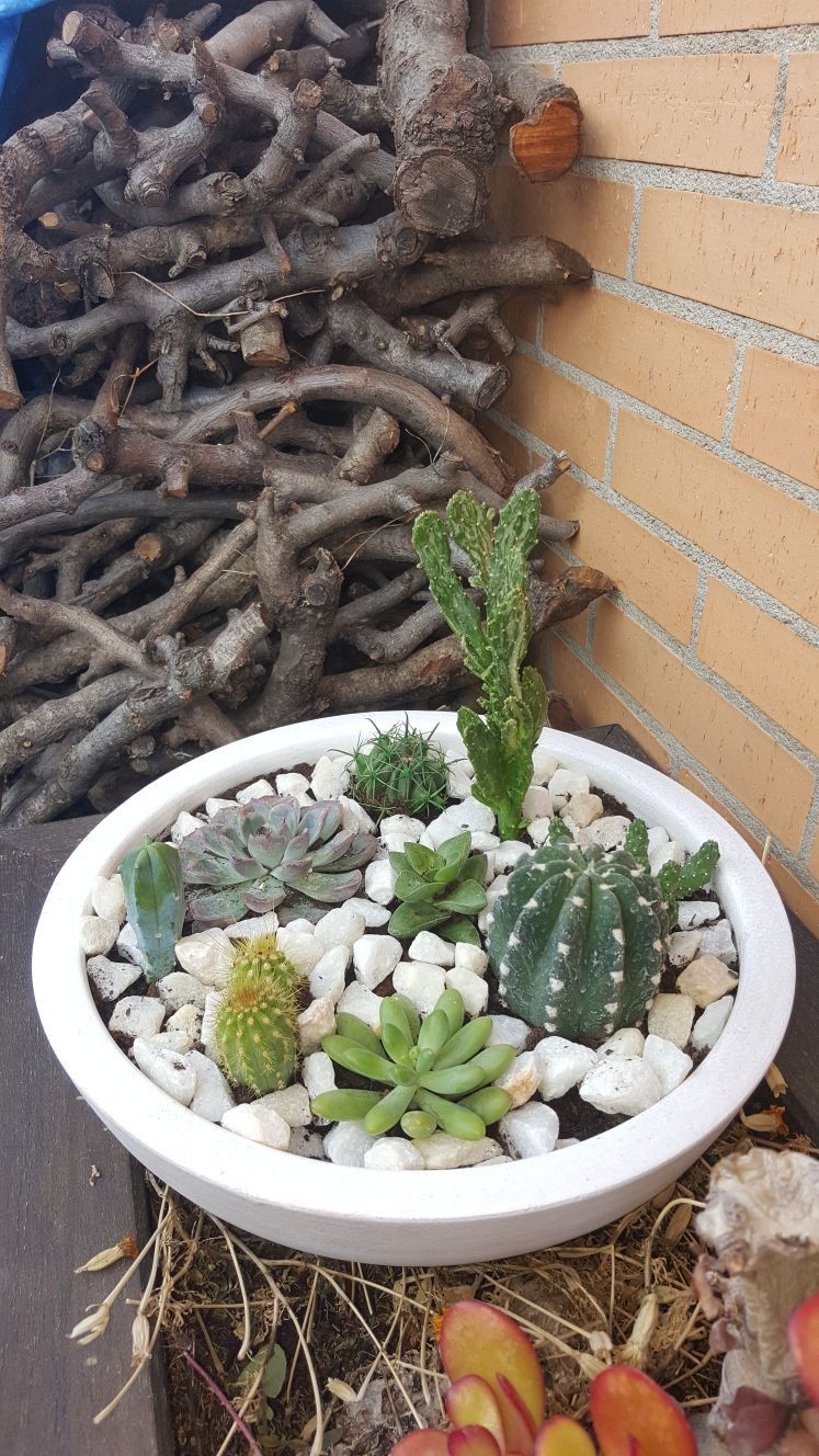 ¡Hazlo tú mismo!: Crea tu centro de Cactus y Crasas - Viveros Poza