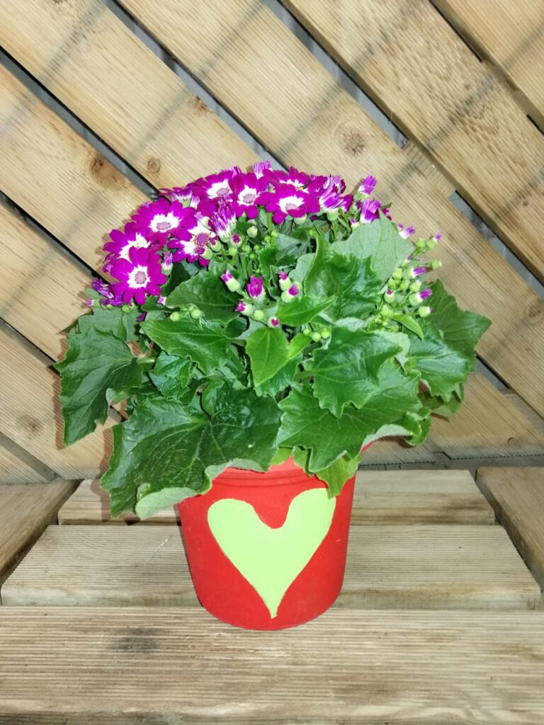Ideas creativas con plantas para San Valentín - Viveros Poza